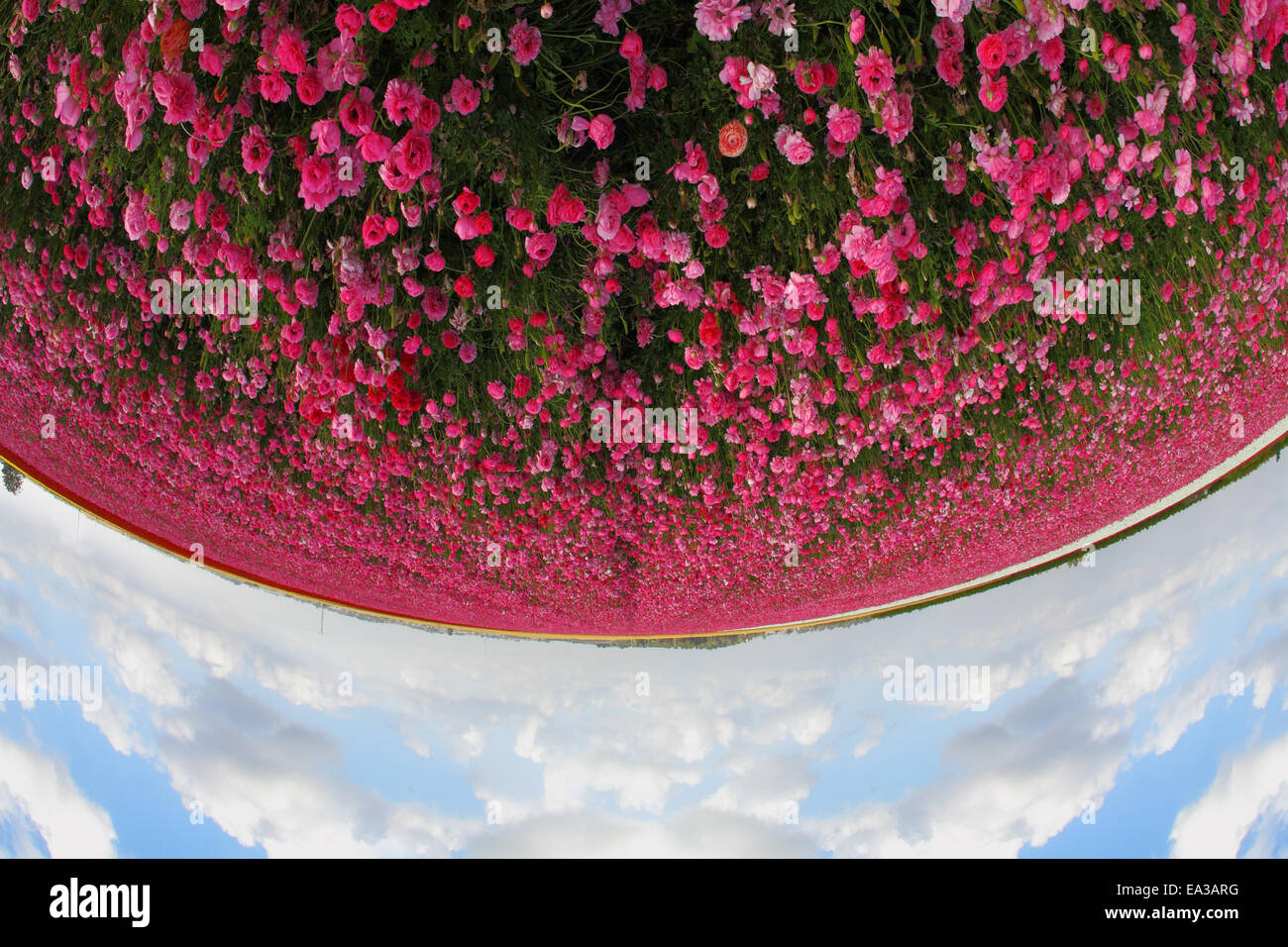 Field pink flowers hi-res stock photography and images - Alamy