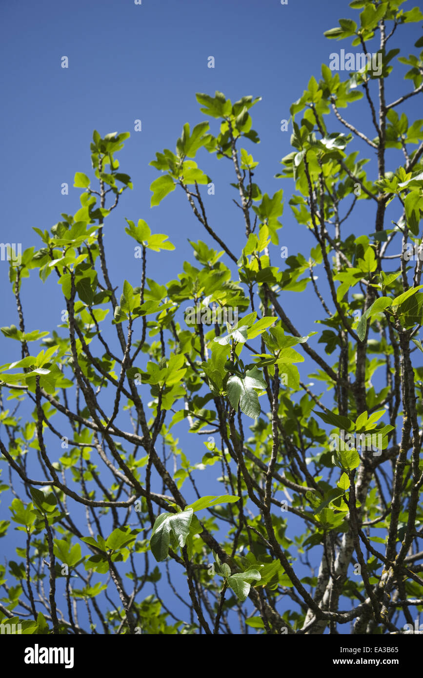 Edible fig tree hi-res stock photography and images - Alamy