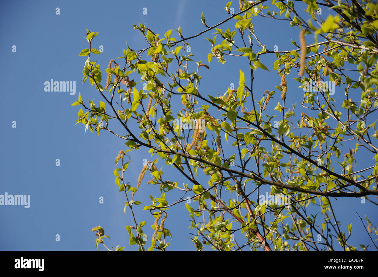 Chinese Birch Tree Stock Photos & Chinese Birch Tree Stock Images - Alamy