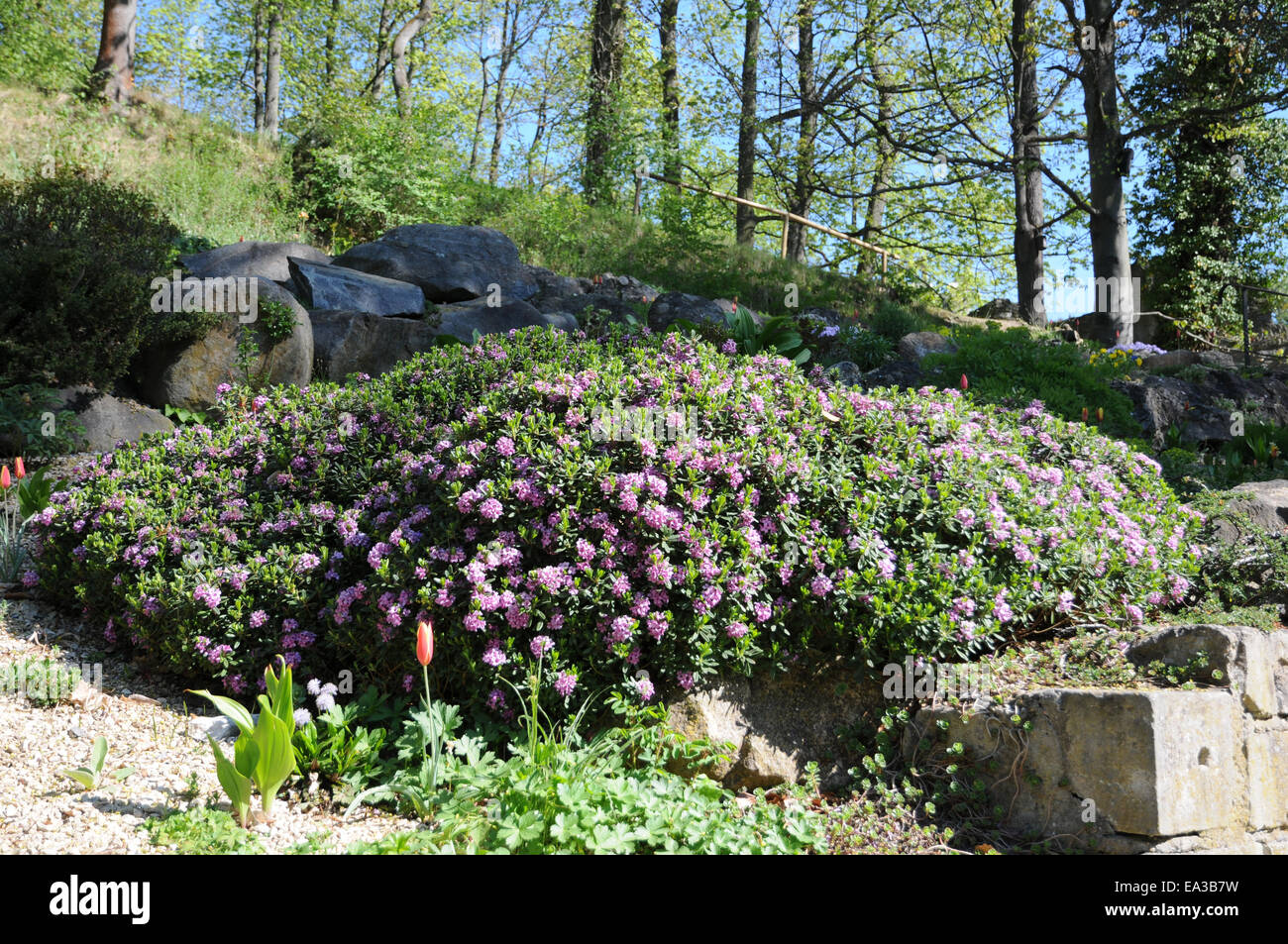 Daphne sericea daphne sericea hi-res stock photography and images - Alamy