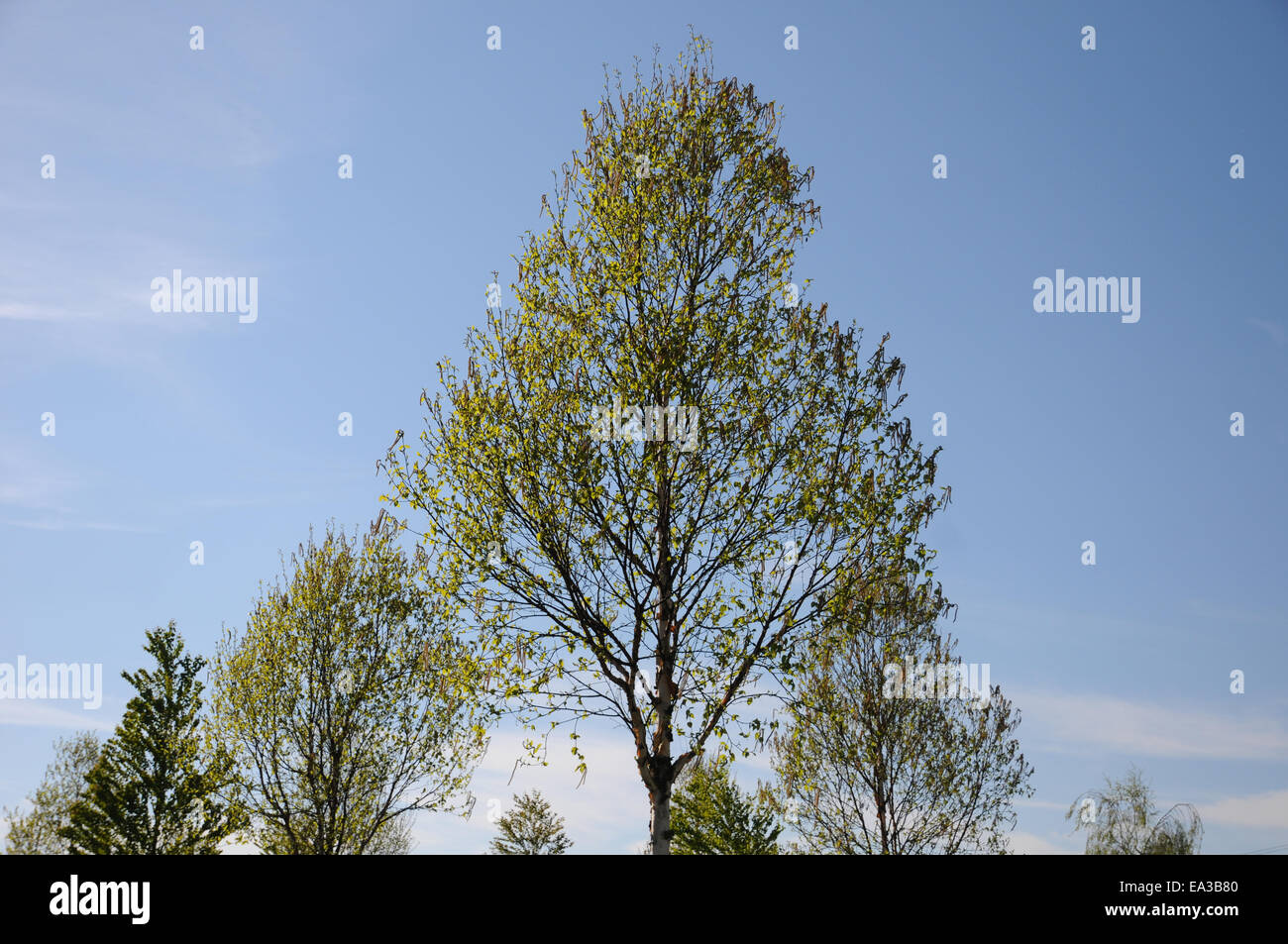 Chinese birch tree hi-res stock photography and images - Alamy
