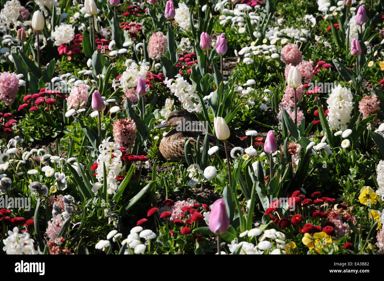 Duck in a flower bed Stock Photo - Alamy