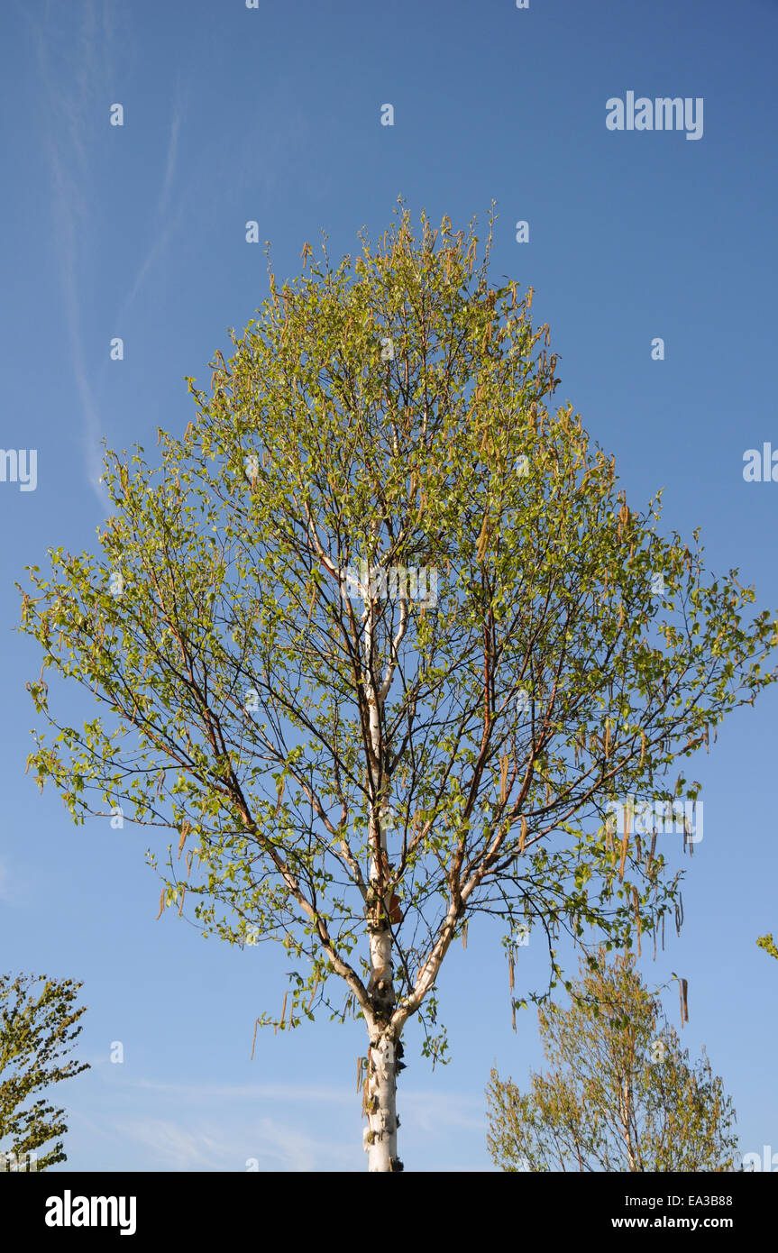 Chinese red birch hi-res stock photography and images - Alamy