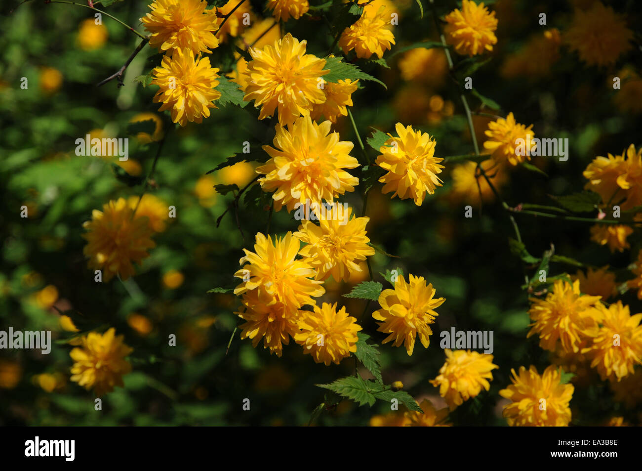 Kerrie hi-res stock photography and images - Alamy