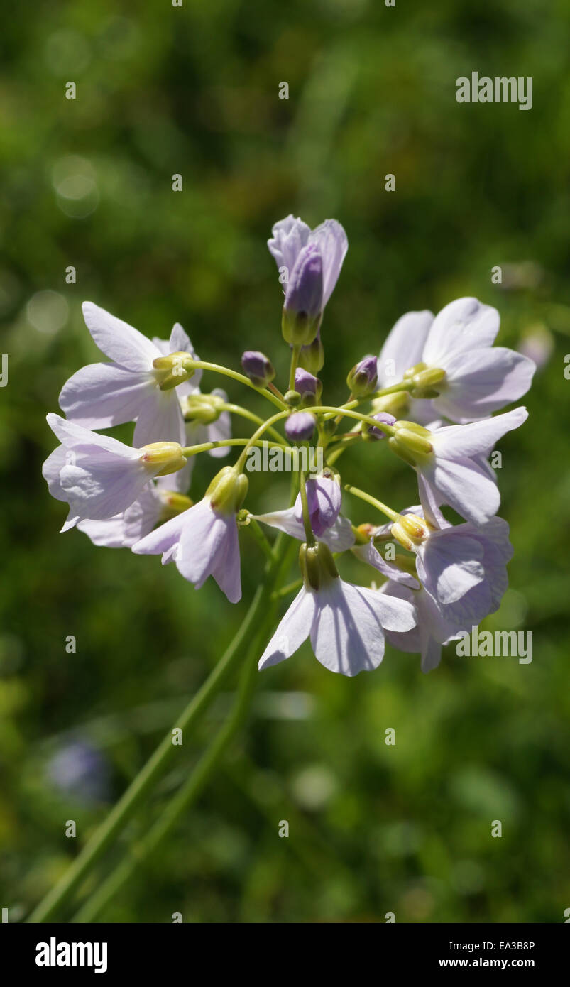 Meadow ladies smock hi-res stock photography and images - Alamy