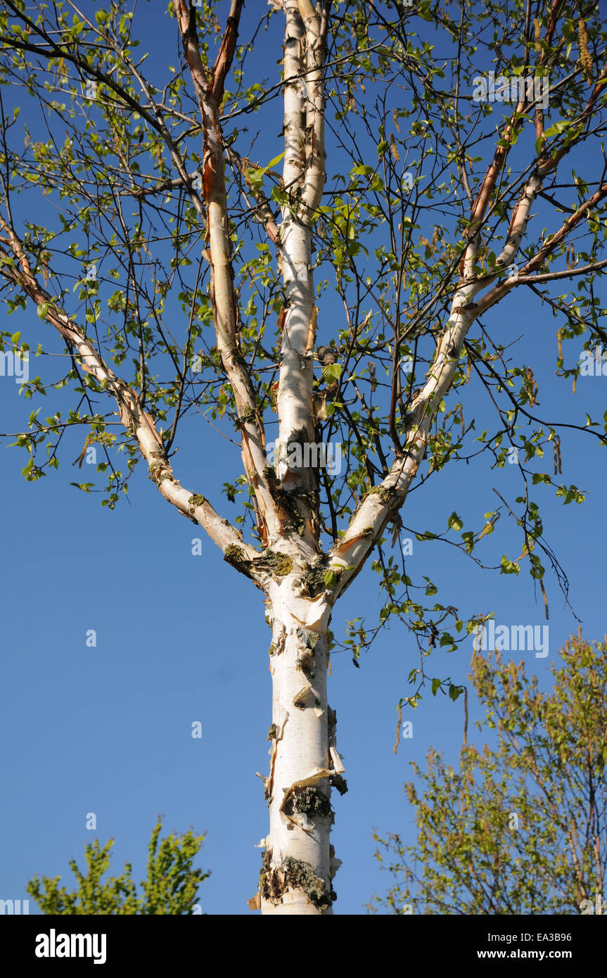 Chinese red birch bark hi-res stock photography and images - Alamy