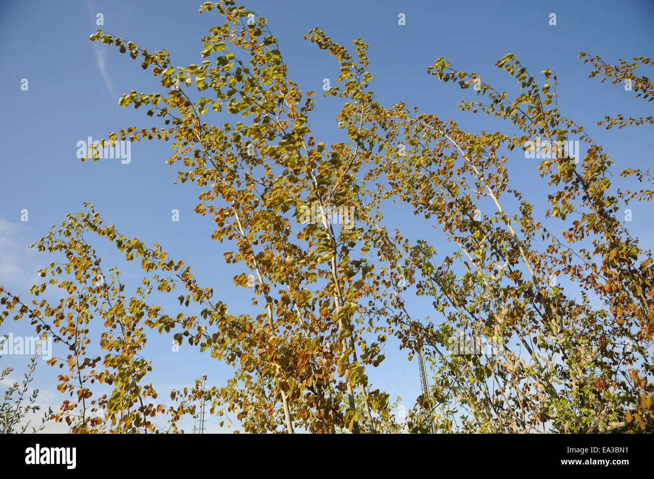 Aspen baum blatt hi-res stock photography and images - Alamy