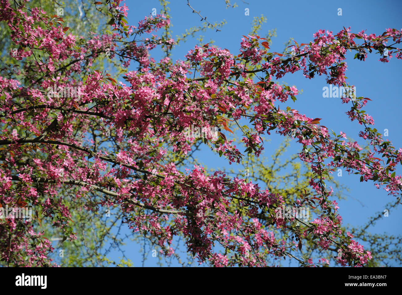 Purple crabapple tree hi-res stock photography and images - Alamy