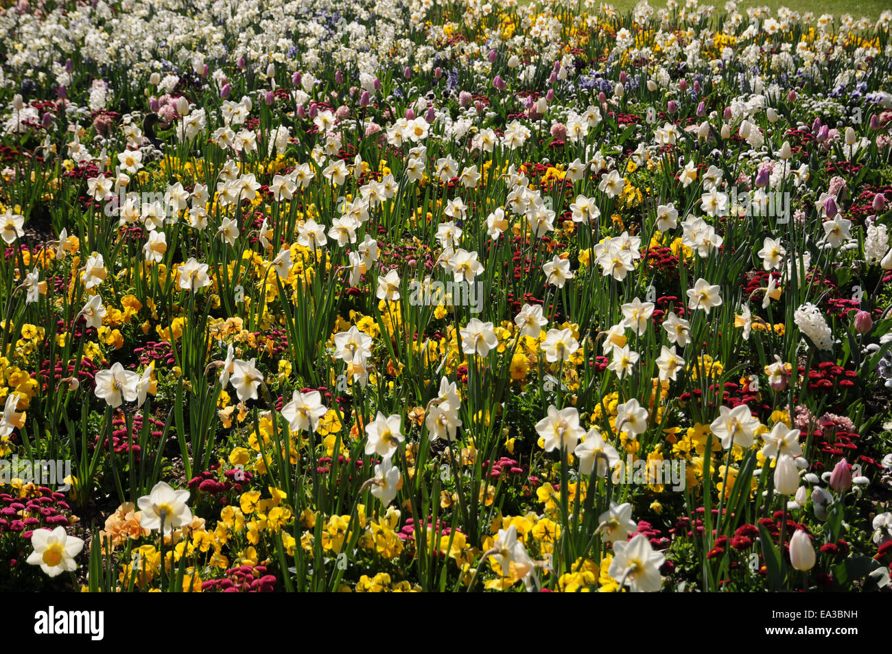 Bellis, Narcissus, Viola Stock Photo - Alamy