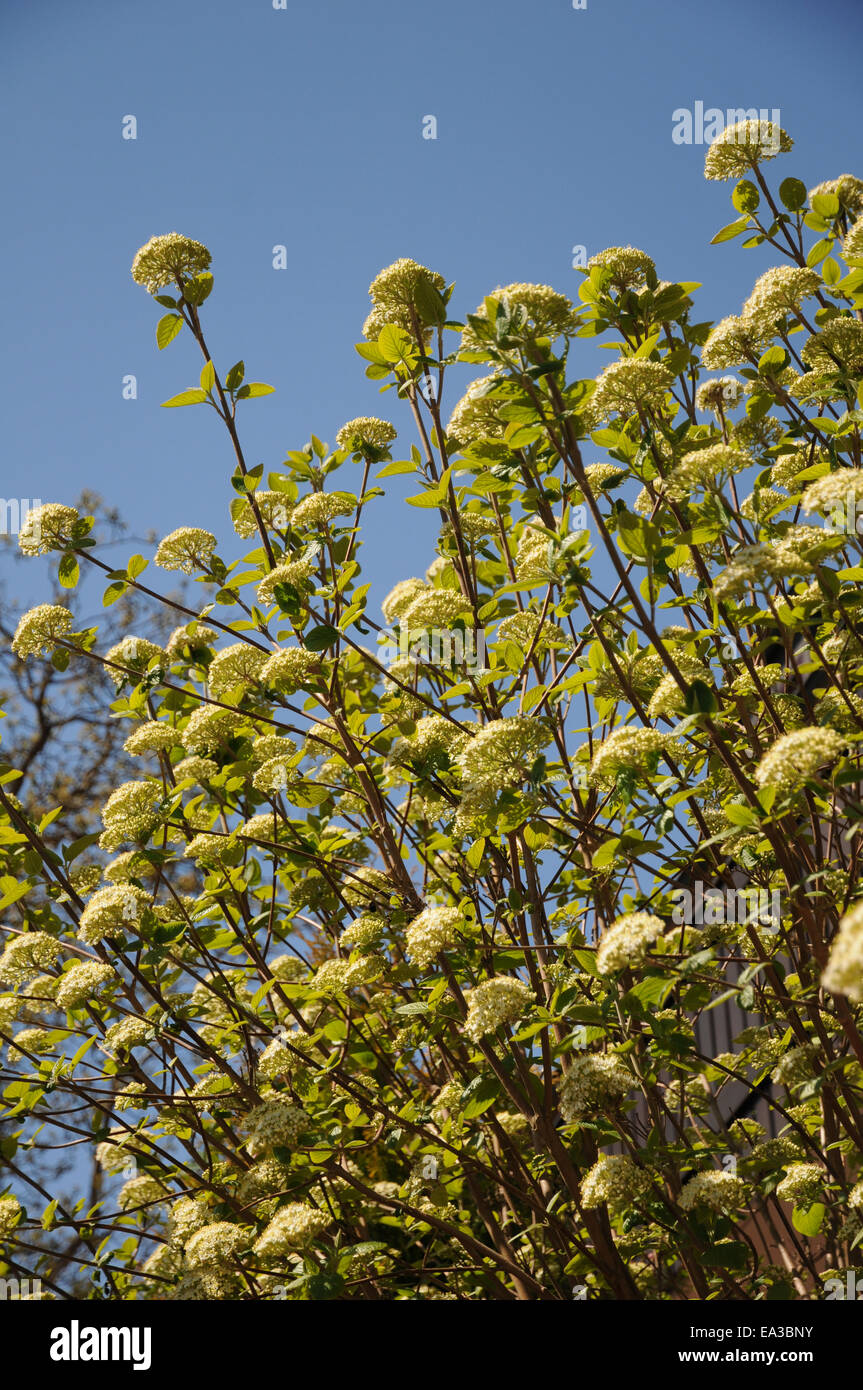 Tree wayfaring hi-res stock photography and images - Alamy