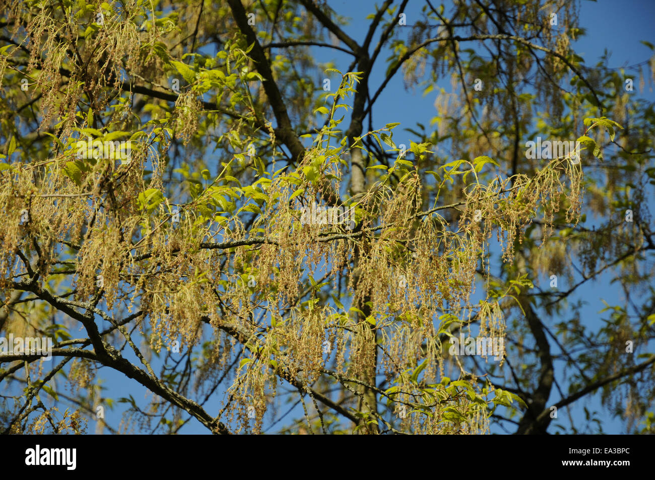 Oak quercus libani hi-res stock photography and images - Alamy