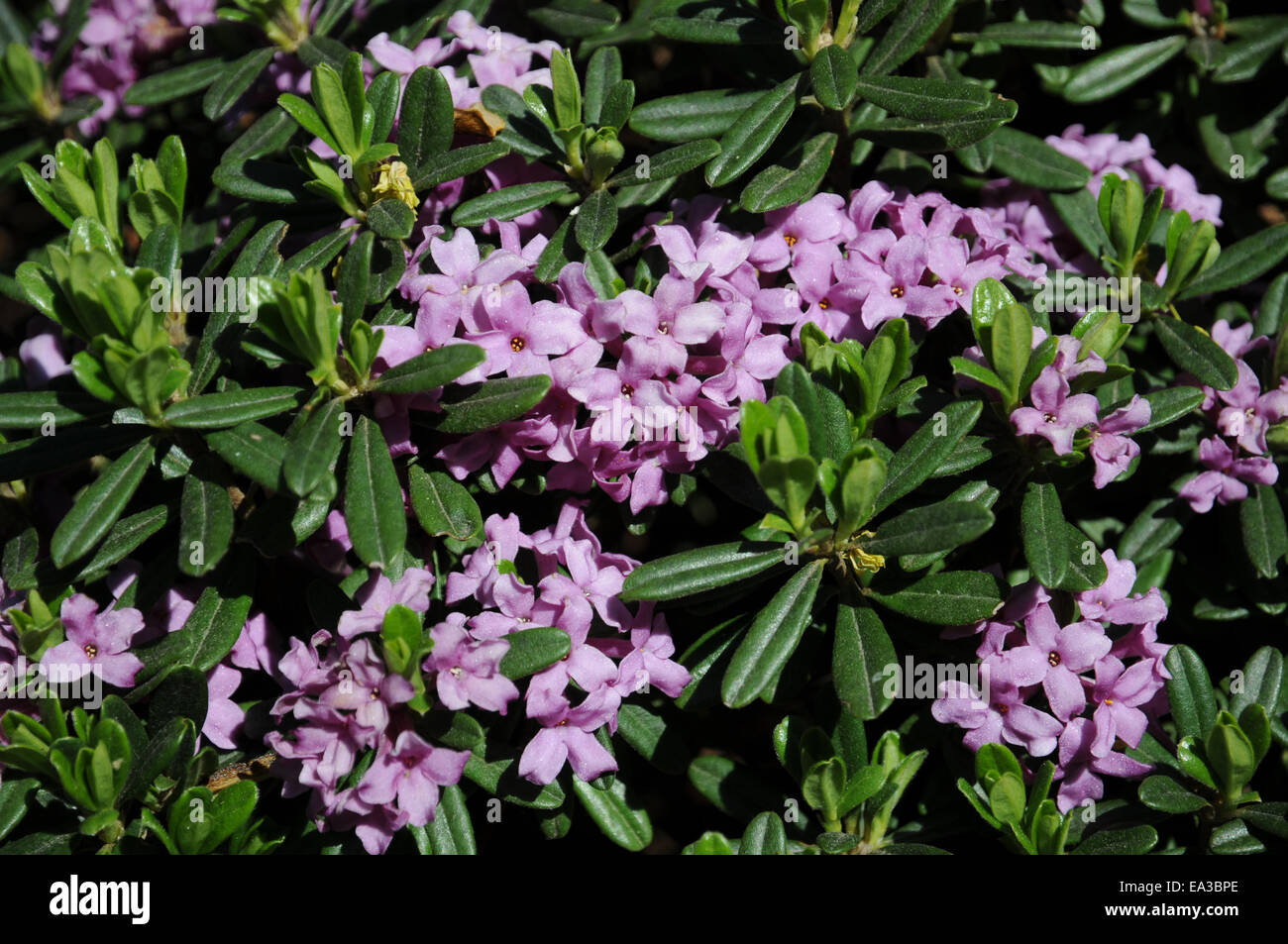 Daphne sericea daphne sericea hi-res stock photography and images - Alamy