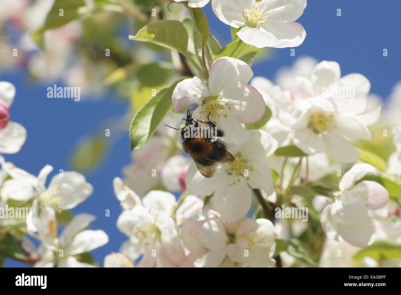 Apple tree blossoms bees hi-res stock photography and images - Alamy
