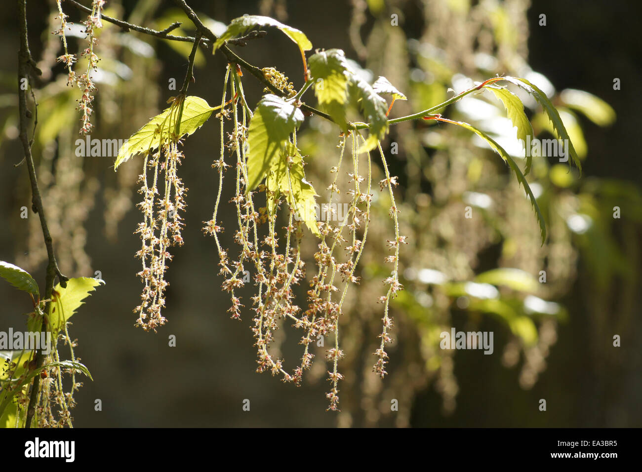 Oak quercus libani hi-res stock photography and images - Alamy
