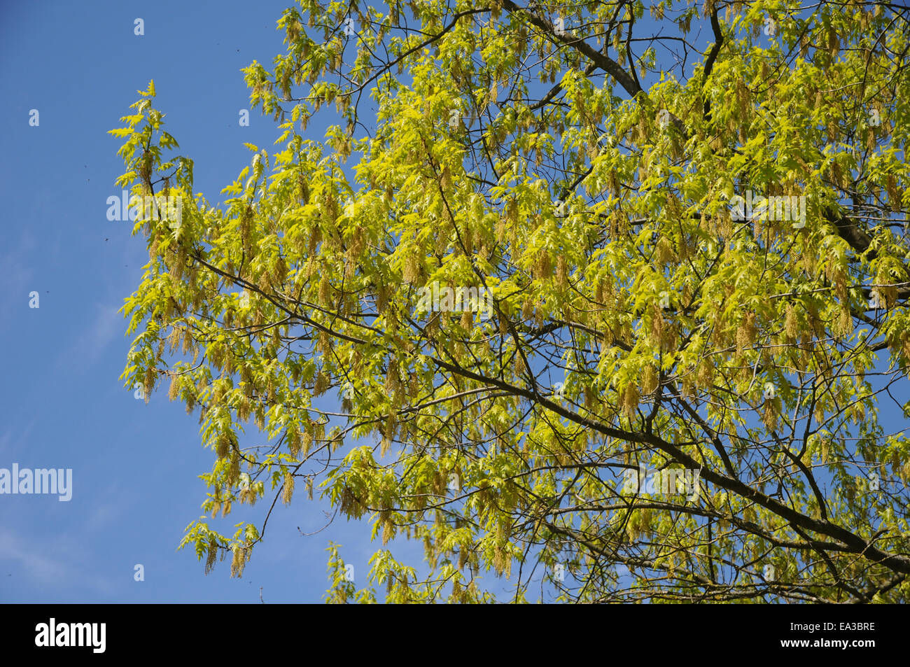 Blossom red oak quercus hi-res stock photography and images - Alamy