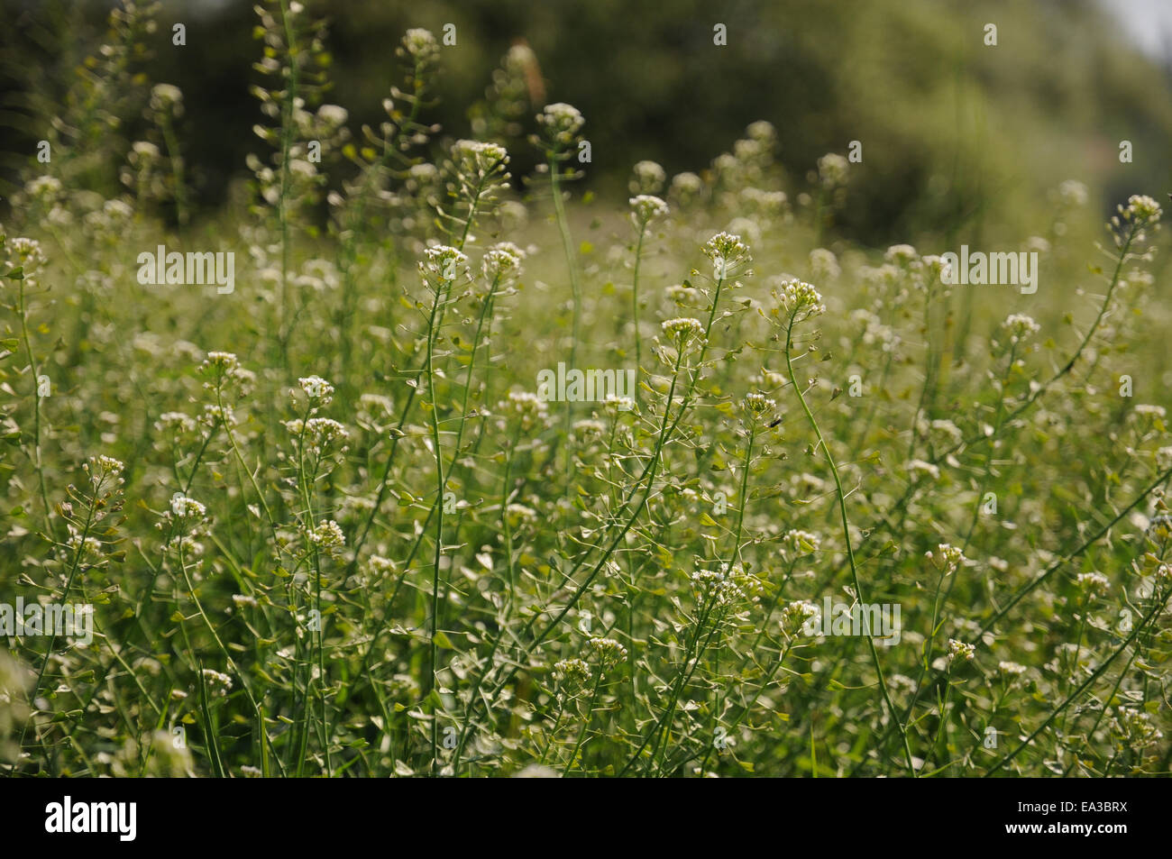 Shepherds purse plant hi-res stock photography and images - Alamy