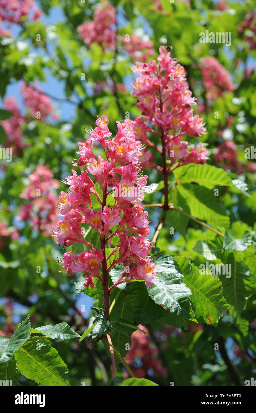 Red horse chestnut Stock Photo - Alamy