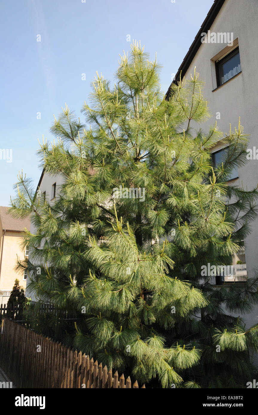 Pinus griffithi hi-res stock photography and images - Alamy