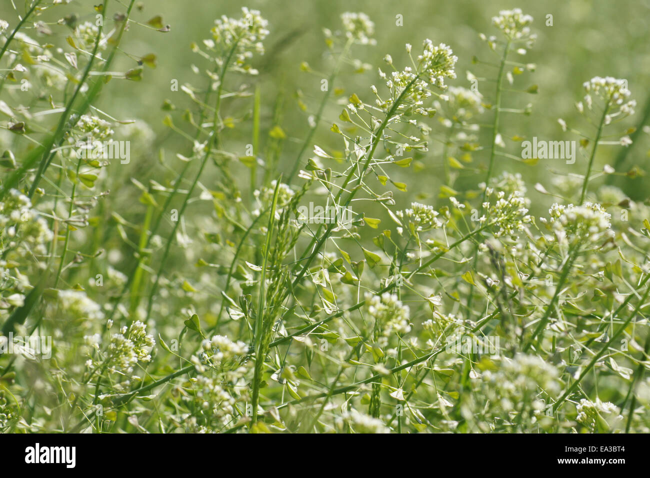 Shepherd's Purse High Resolution Stock Photography and Images - Alamy
