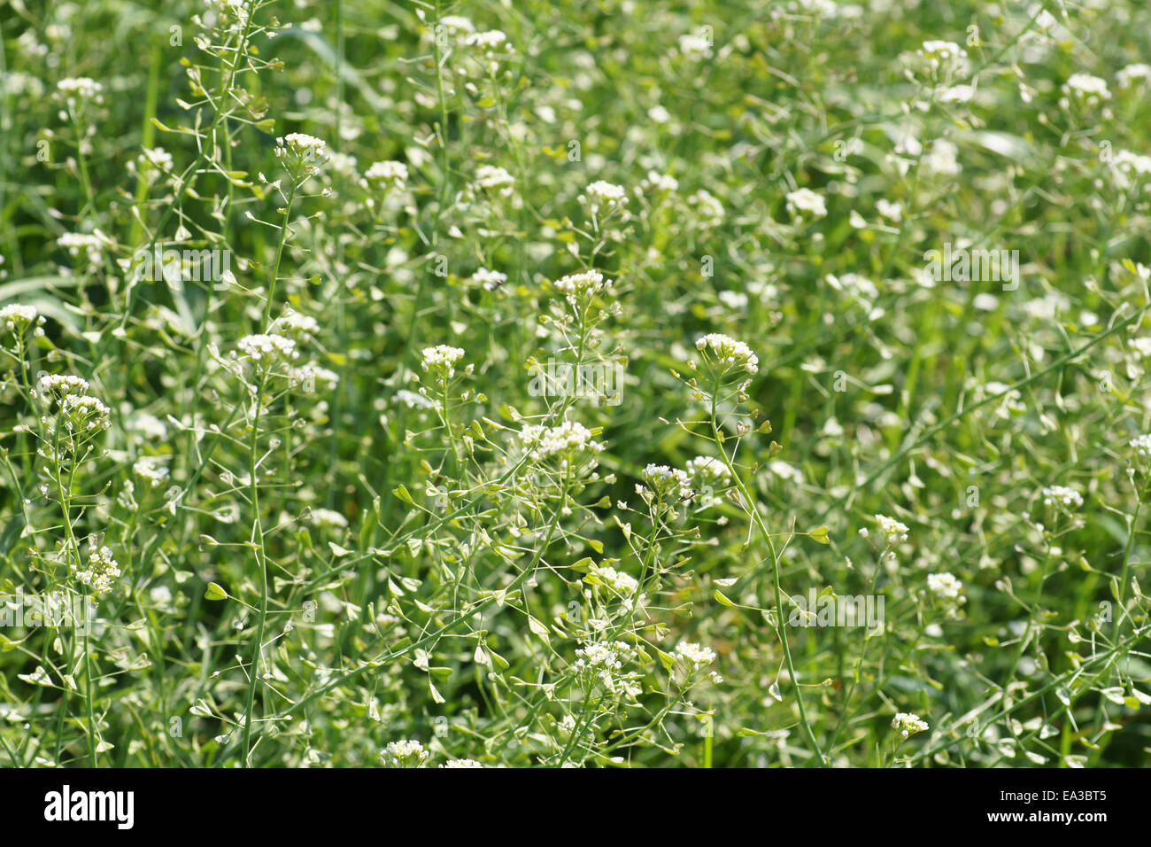 Shepherds Purse Plant High Resolution Stock Photography and Images - Alamy