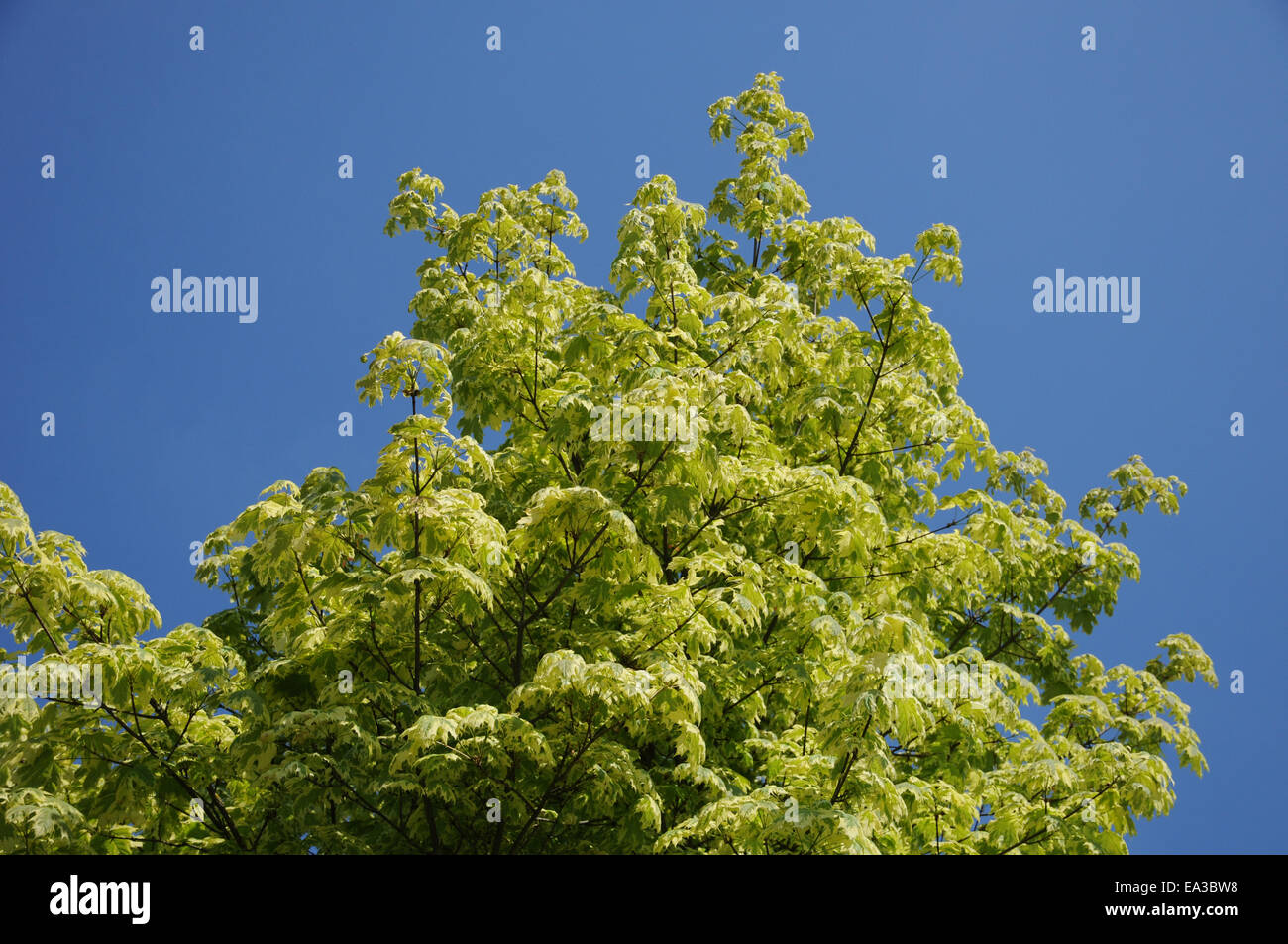 Norway maple drummondii hi-res stock photography and images - Alamy