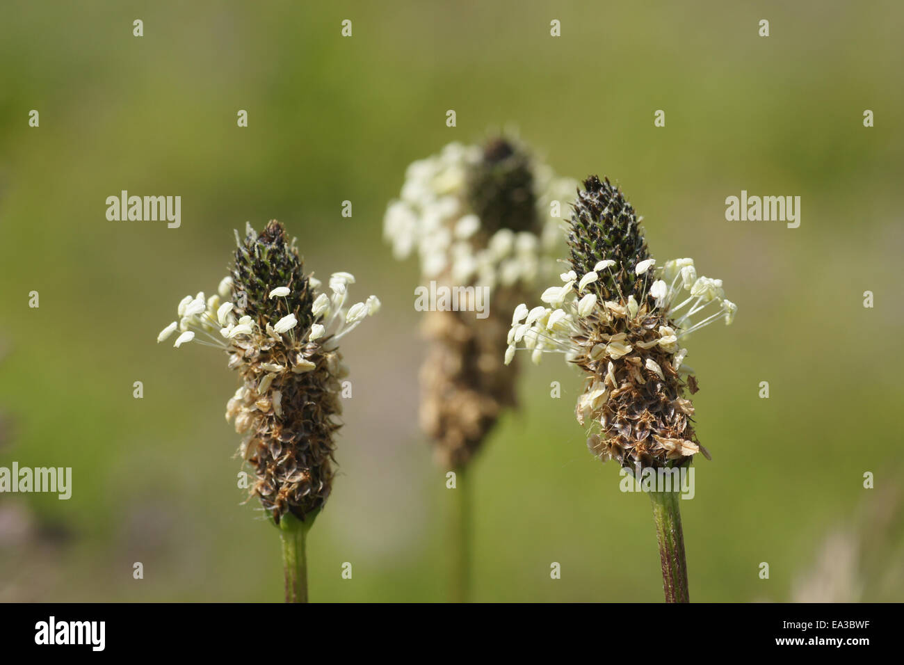 Spitzwegerich plantago lanceolata ribwort plant hi-res stock ...