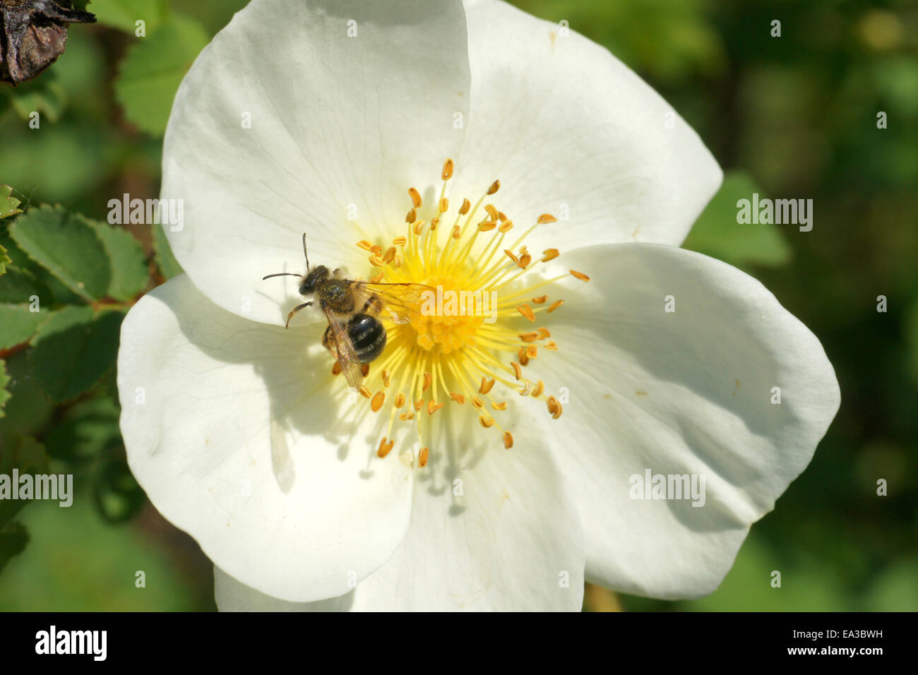 Wildrose biene hi-res stock photography and images - Alamy