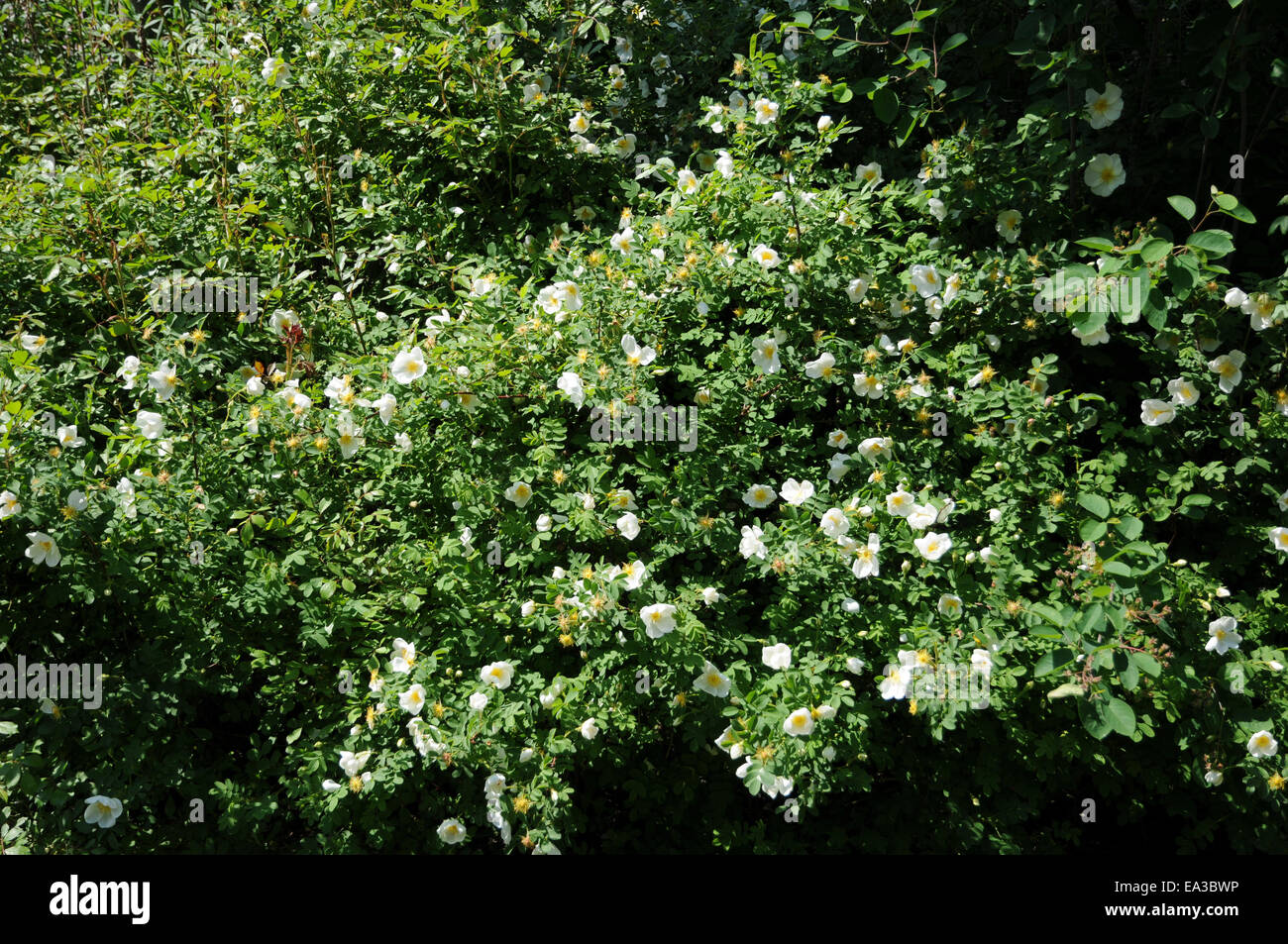 Bibernellrose hi-res stock photography and images - Alamy