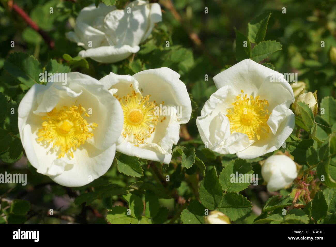 Bibernellrose hi-res stock photography and images - Alamy
