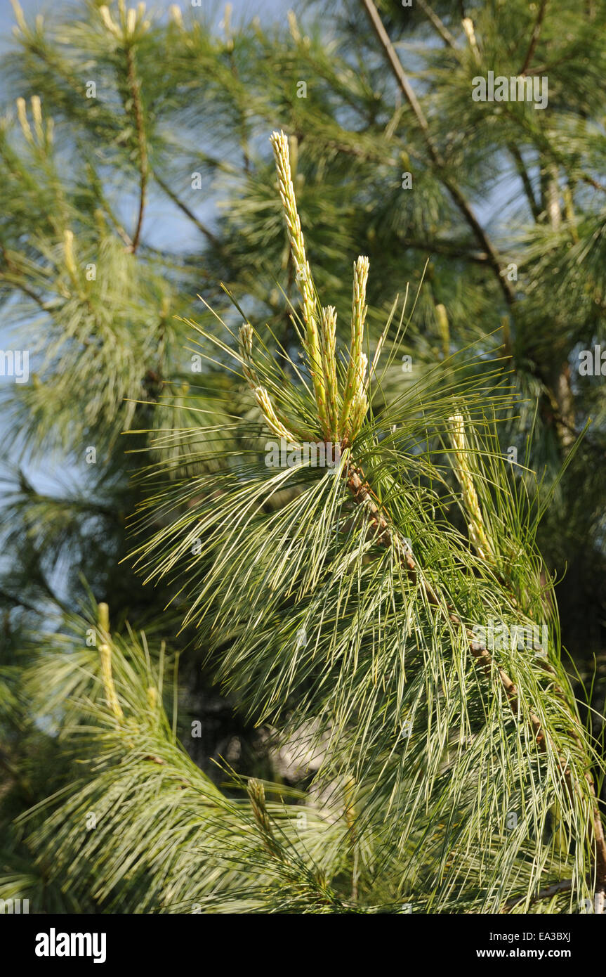 Bhutan pines pinus wallichiana hi-res stock photography and images - Alamy