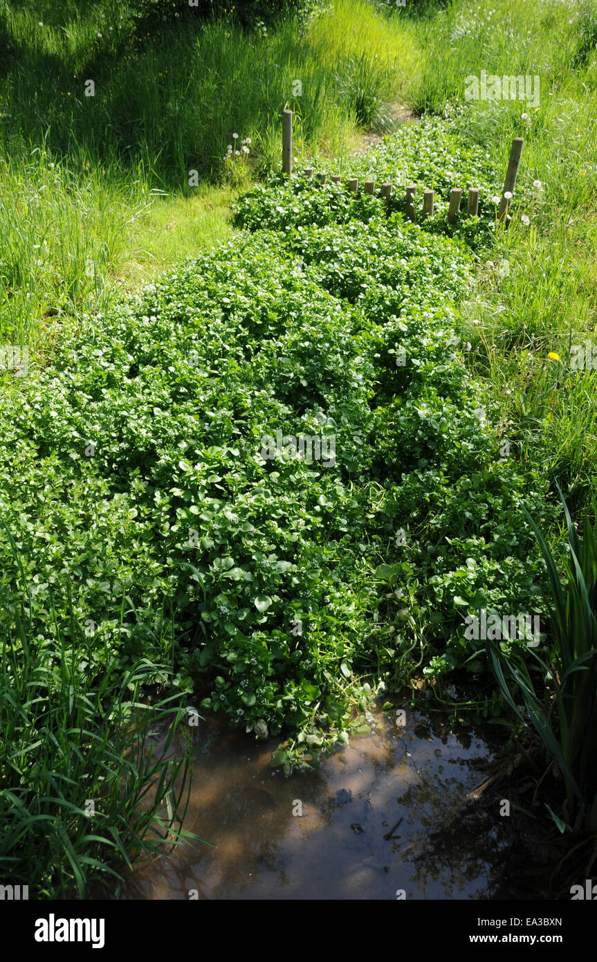 Watercress brunnenkresse nasturtium officinale hi-res stock photography ...