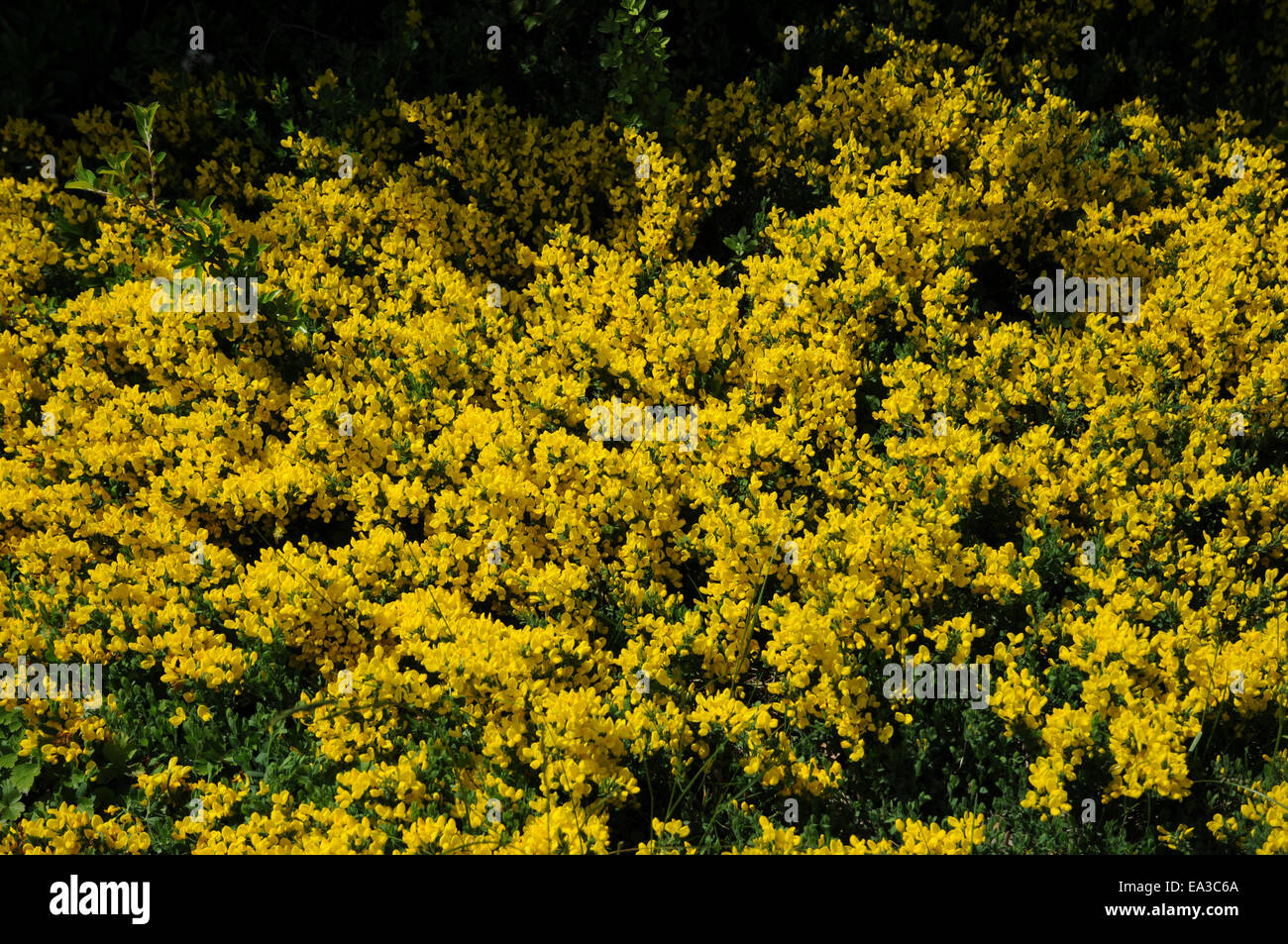 Genista lydia hi-res stock photography and images - Alamy