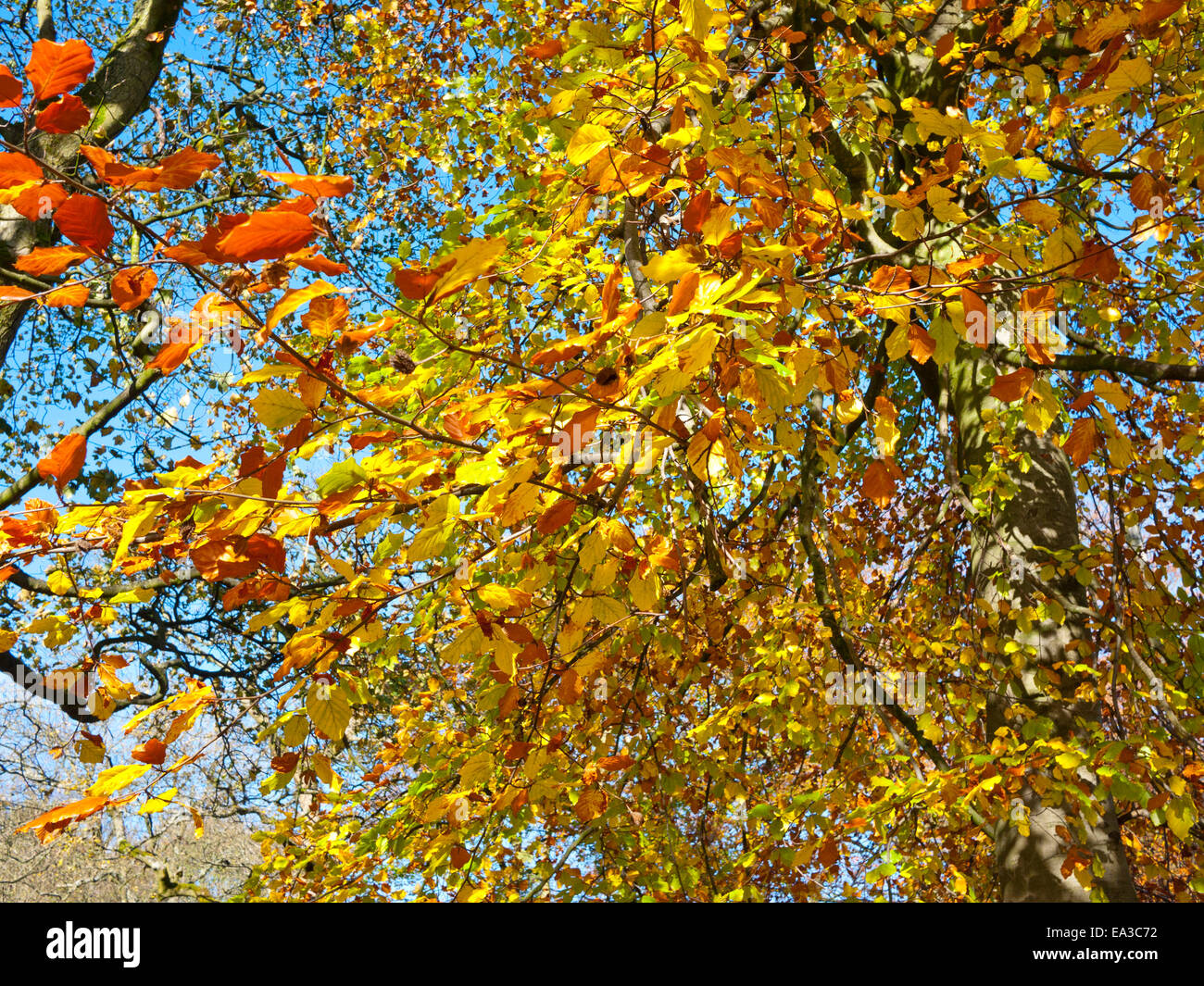 Beech tree leaves in autumn hi-res stock photography and images - Alamy