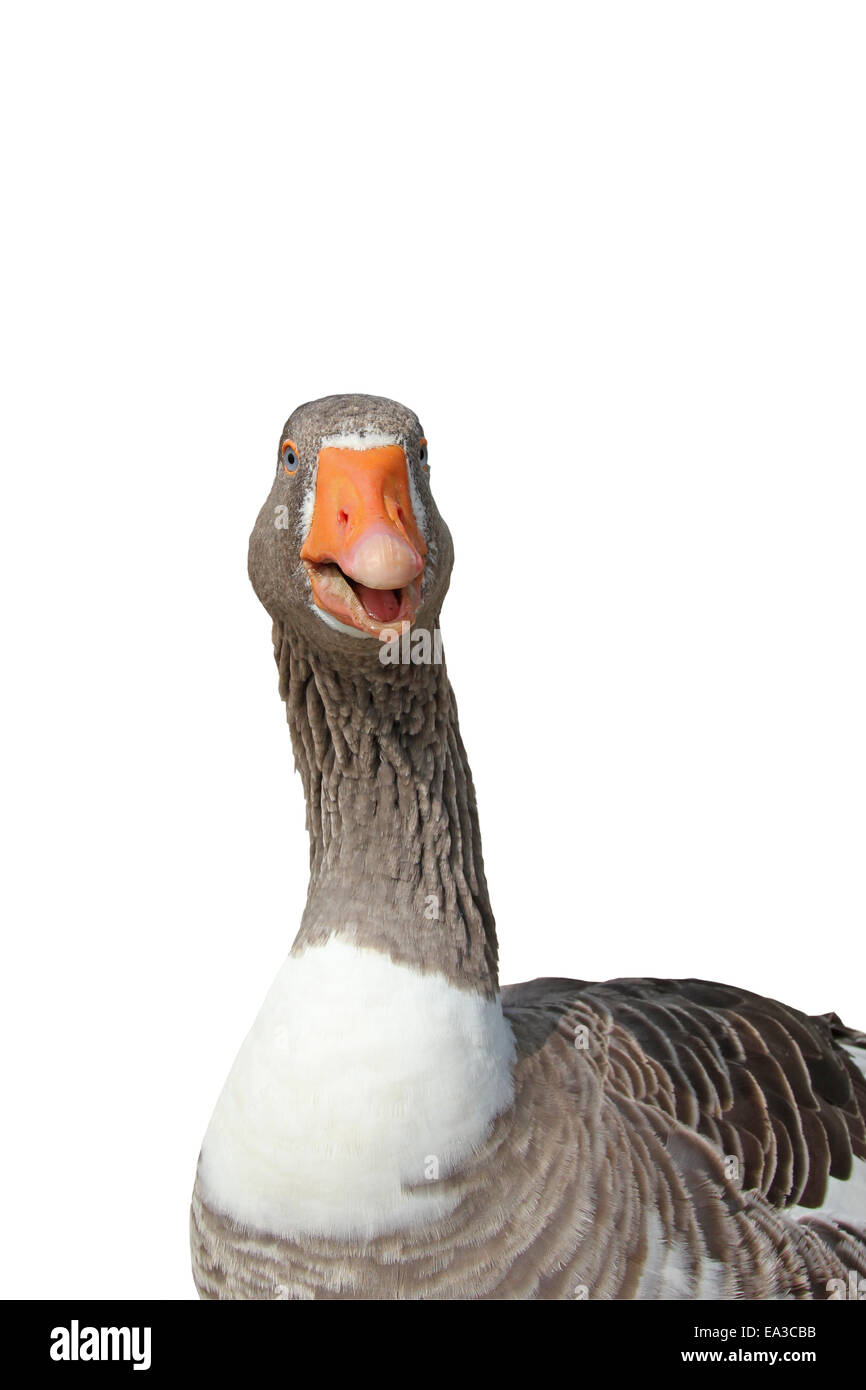 Close up goose hi-res stock photography and images - Alamy
