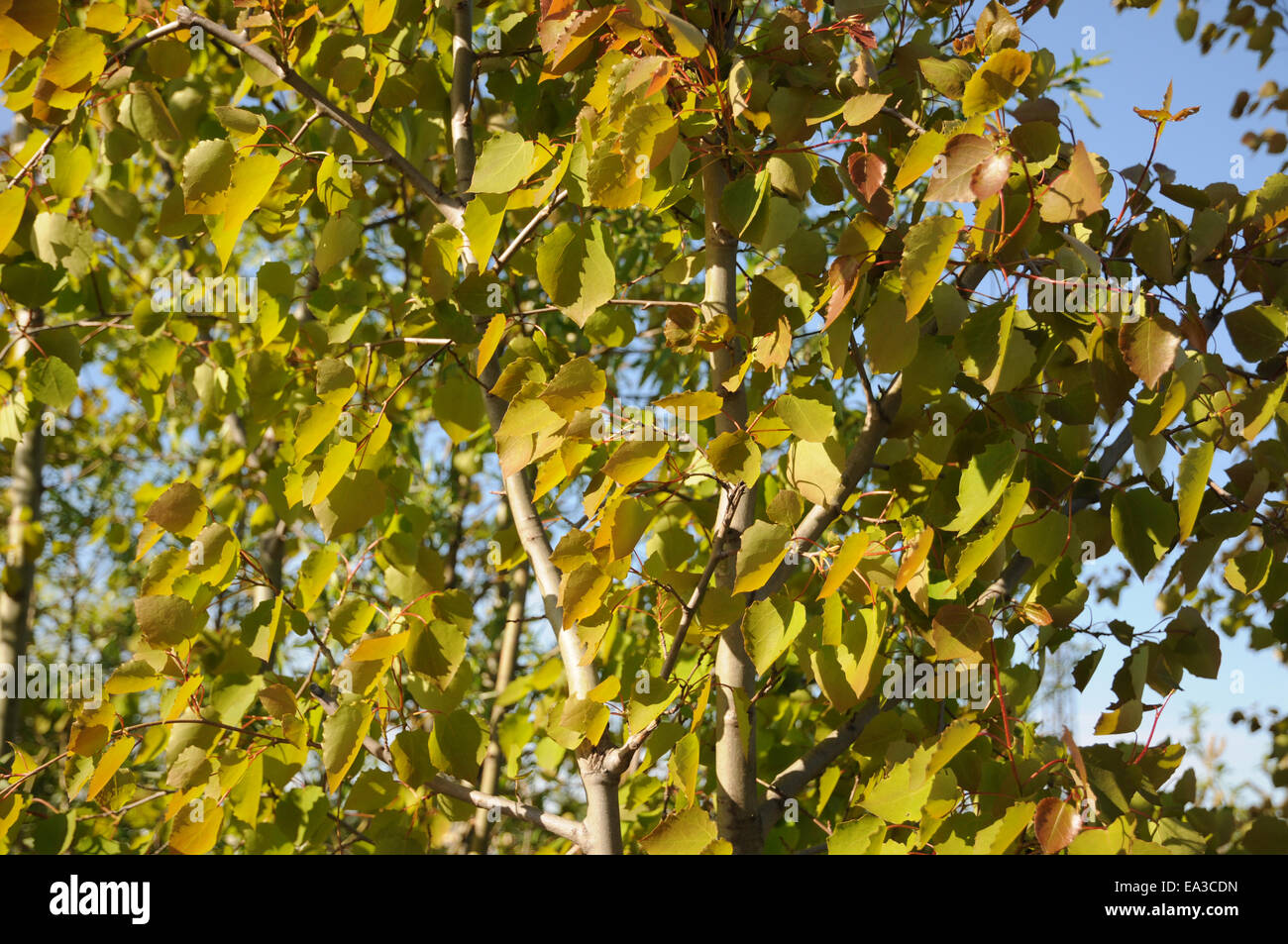 Aspen baum blatt hi-res stock photography and images - Alamy