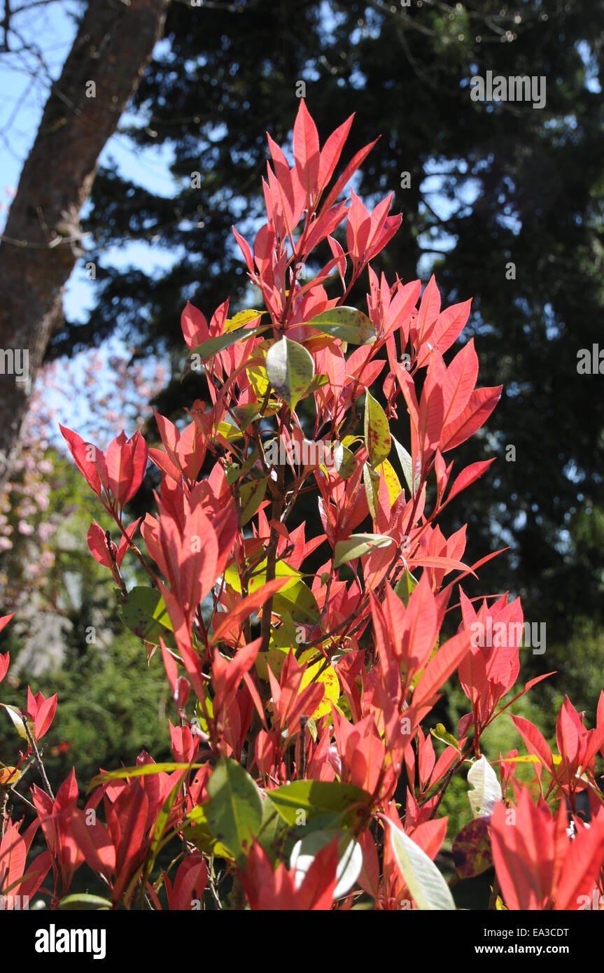 Photinia red robin flowers hi-res stock photography and images - Alamy