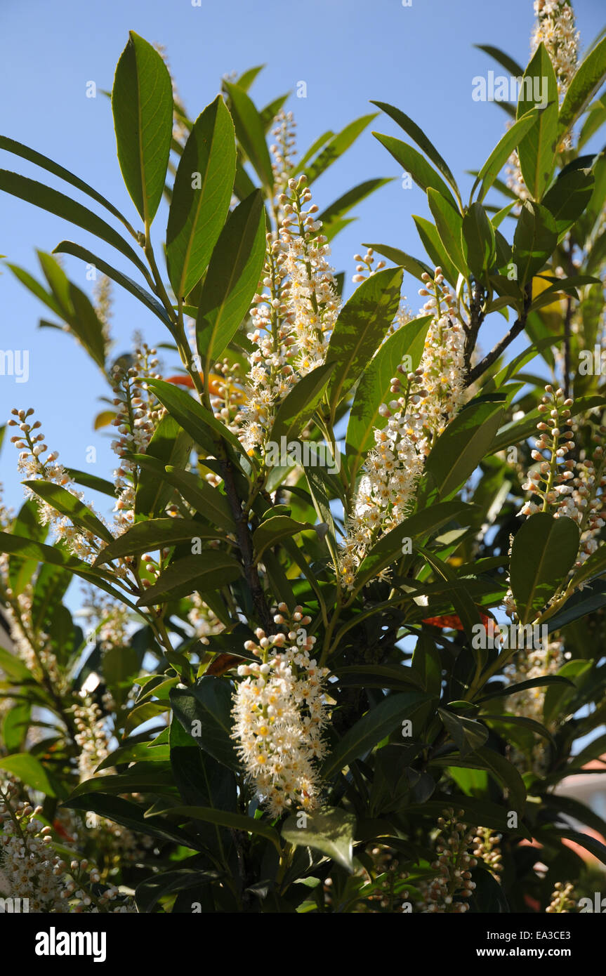 Cherry laurel with fruits hi-res stock photography and images - Alamy
