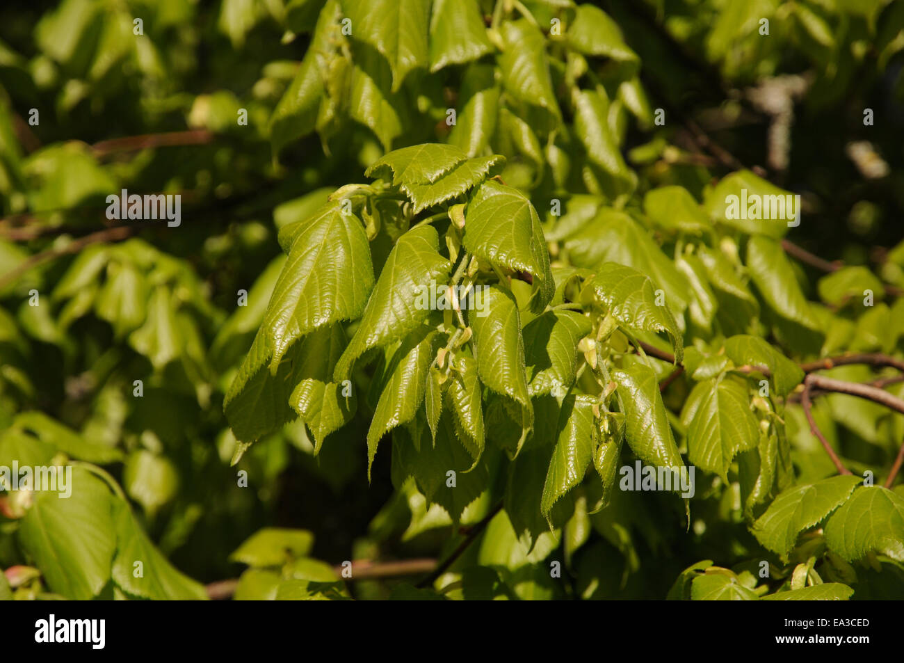 Common linden leaves hi-res stock photography and images - Alamy