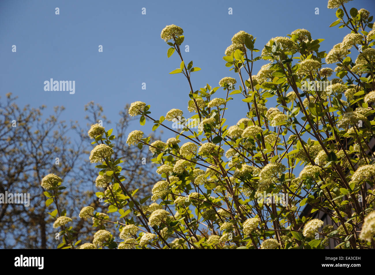 Tree wayfaring hi-res stock photography and images - Alamy