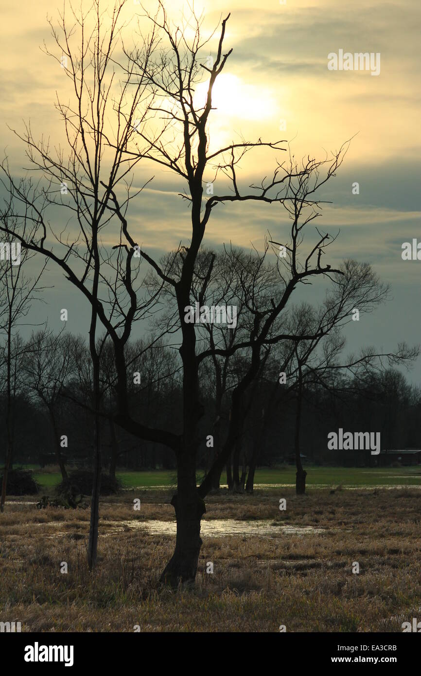 Dead tree in the back light Stock Photo - Alamy