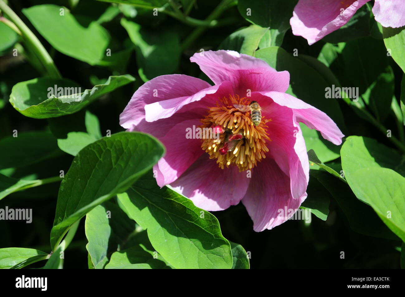 Peony wild hi-res stock photography and images - Alamy