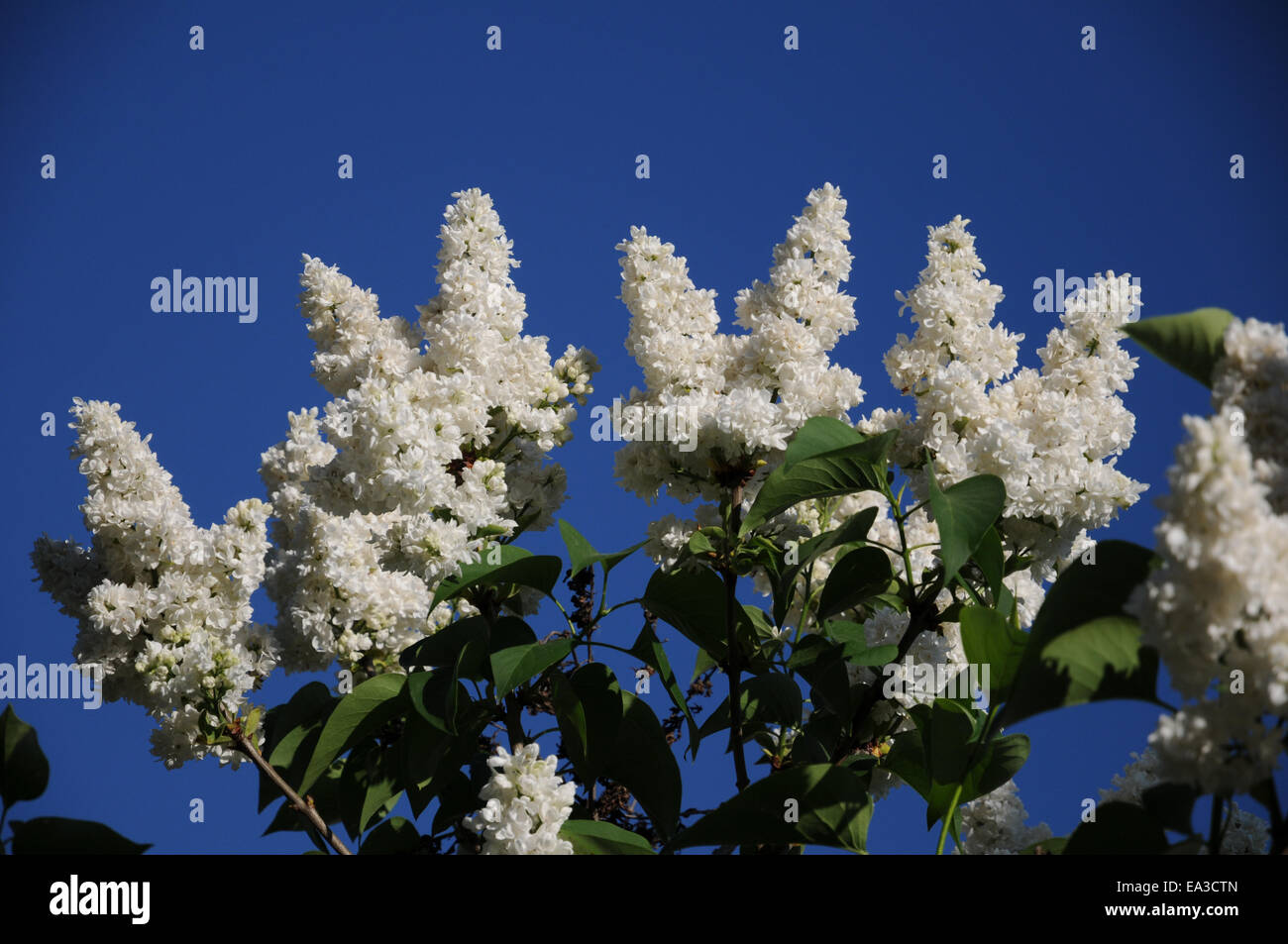 Syringa vulgaris mme lemoine hi-res stock photography and images - Alamy