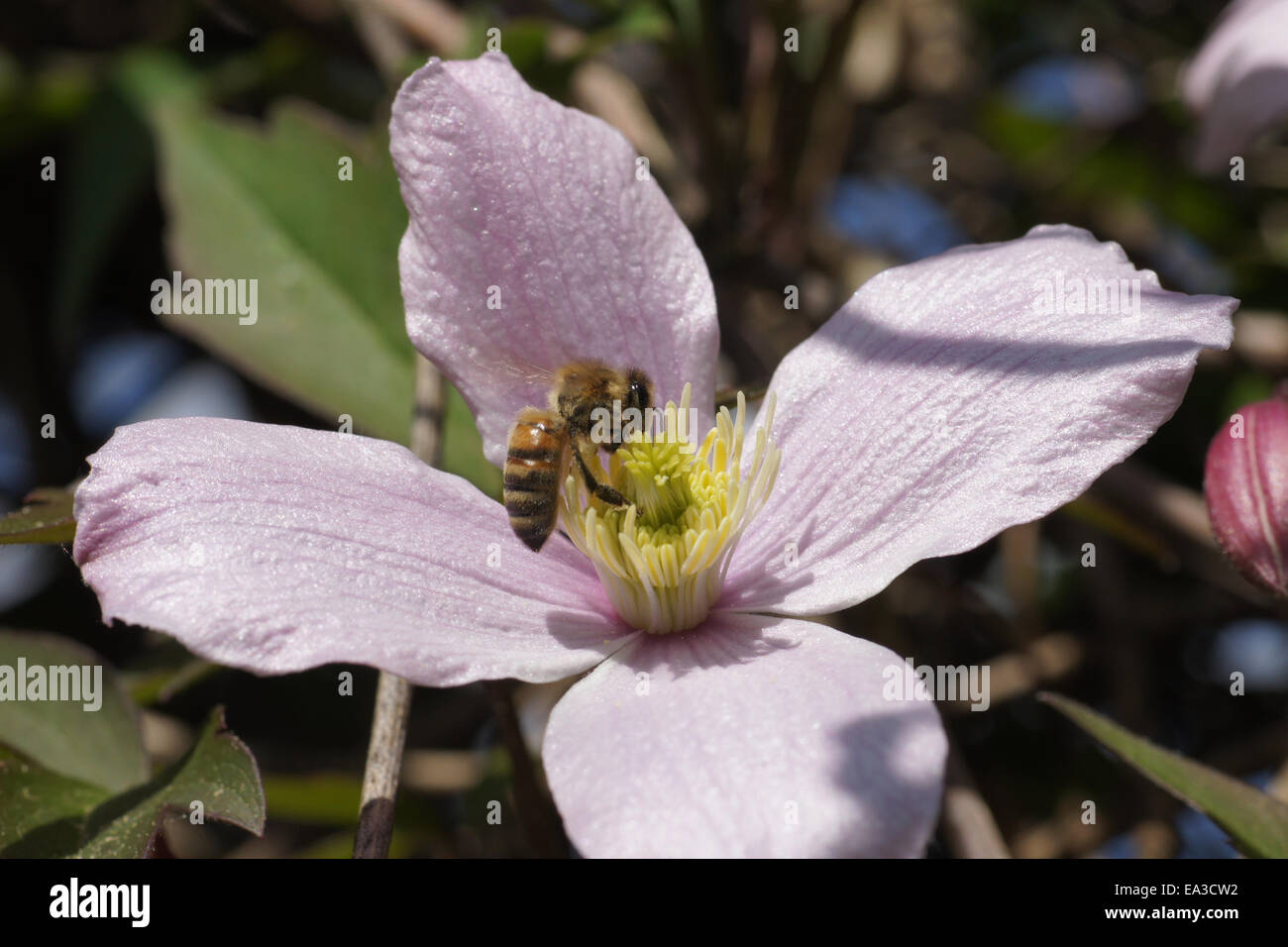 Clematis montana rubra hi-res stock photography and images - Alamy