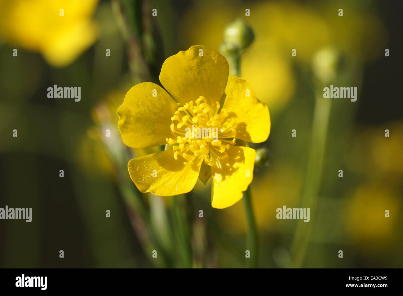 Tall blume hi-res stock photography and images - Alamy