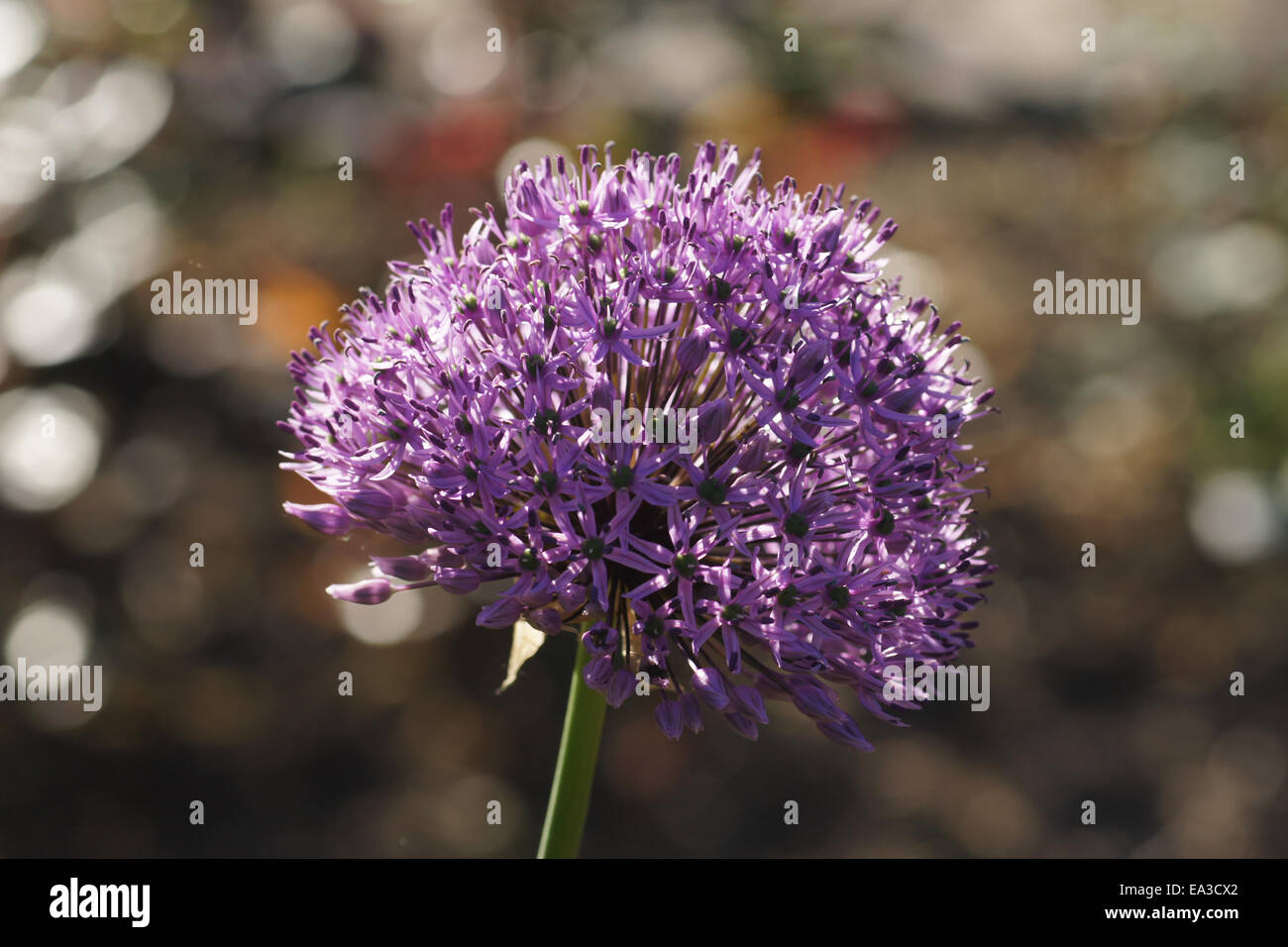 Giant leek hi-res stock photography and images - Alamy