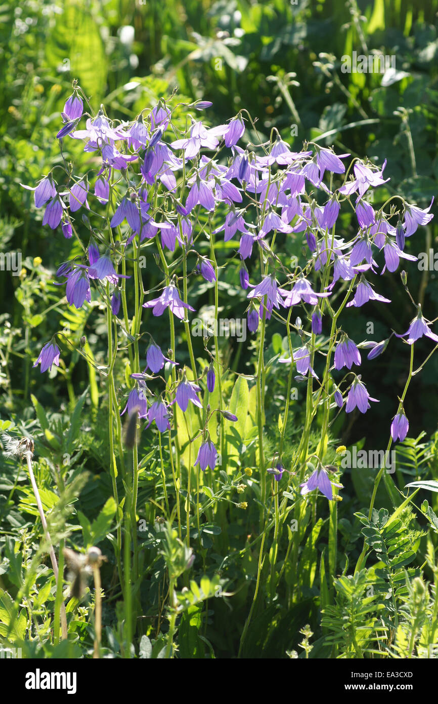 Himmelhuber meadow hi-res stock photography and images - Alamy