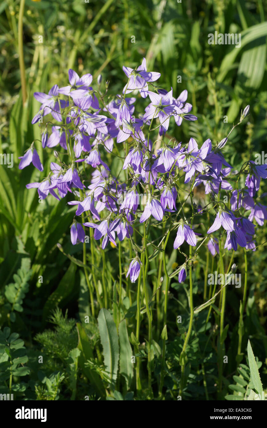 S bellflowers hi-res stock photography and images - Alamy