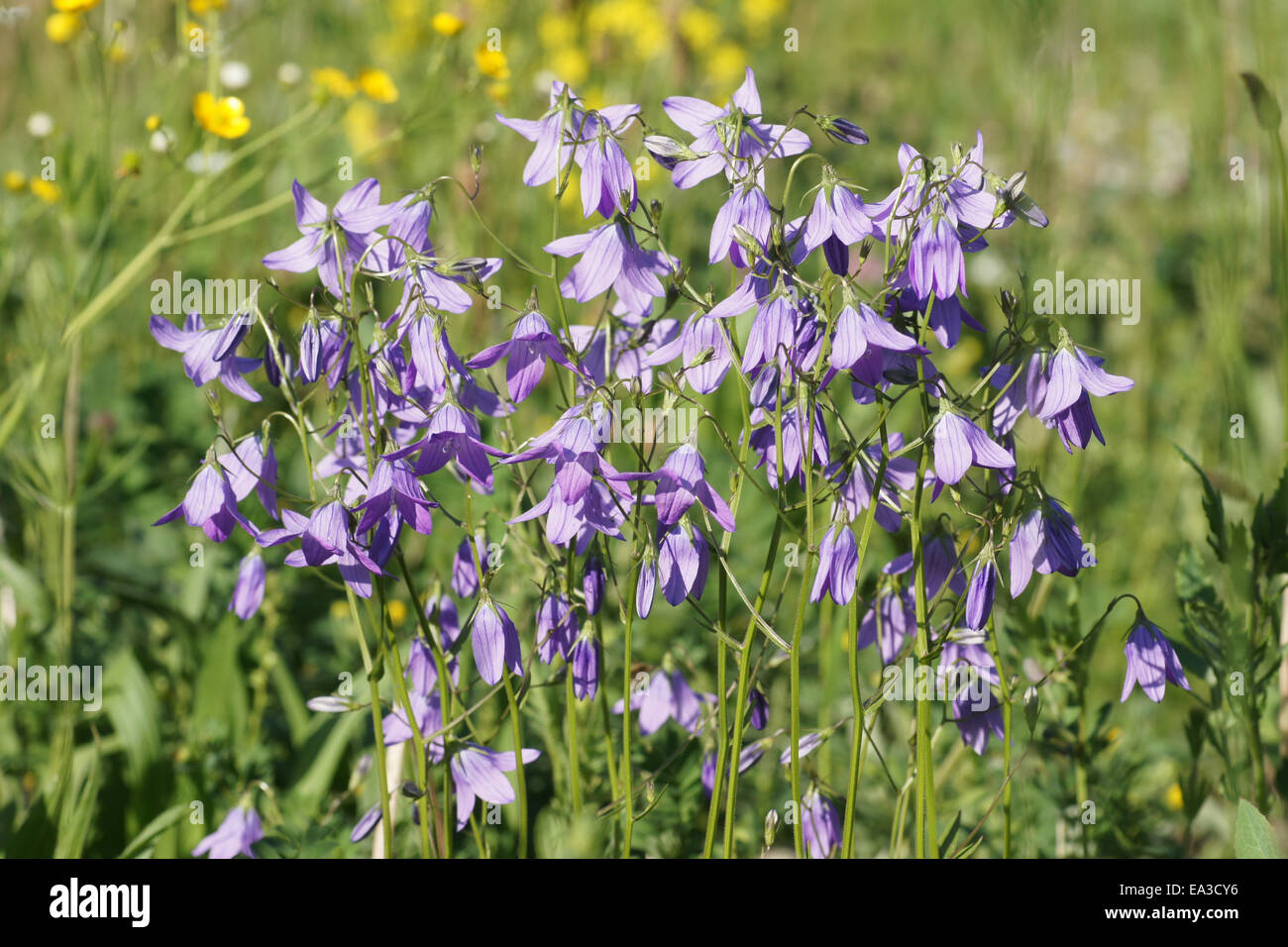 Flower meadow with bellflowers hi-res stock photography and images - Alamy