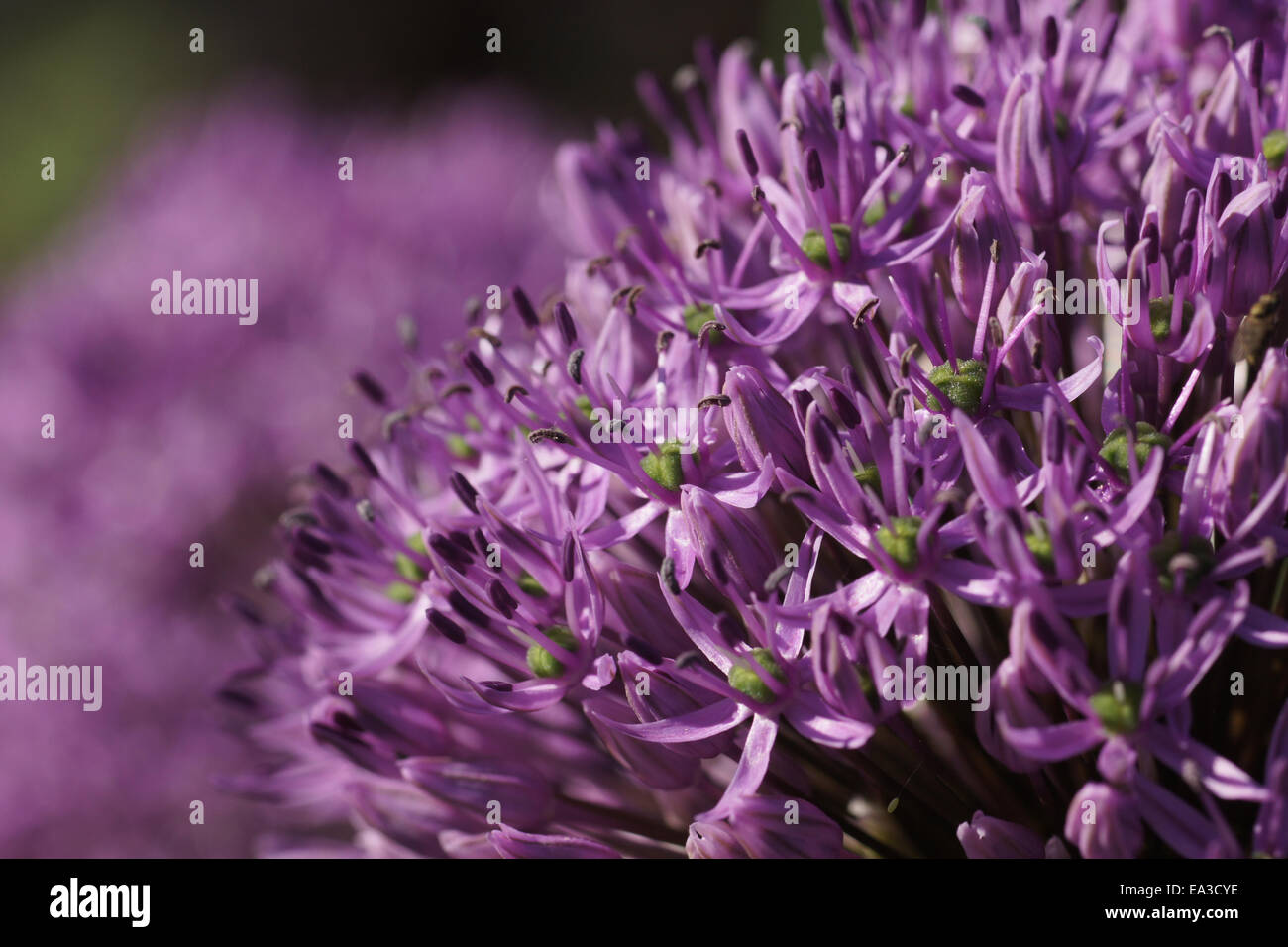 Giant leek hi-res stock photography and images - Alamy