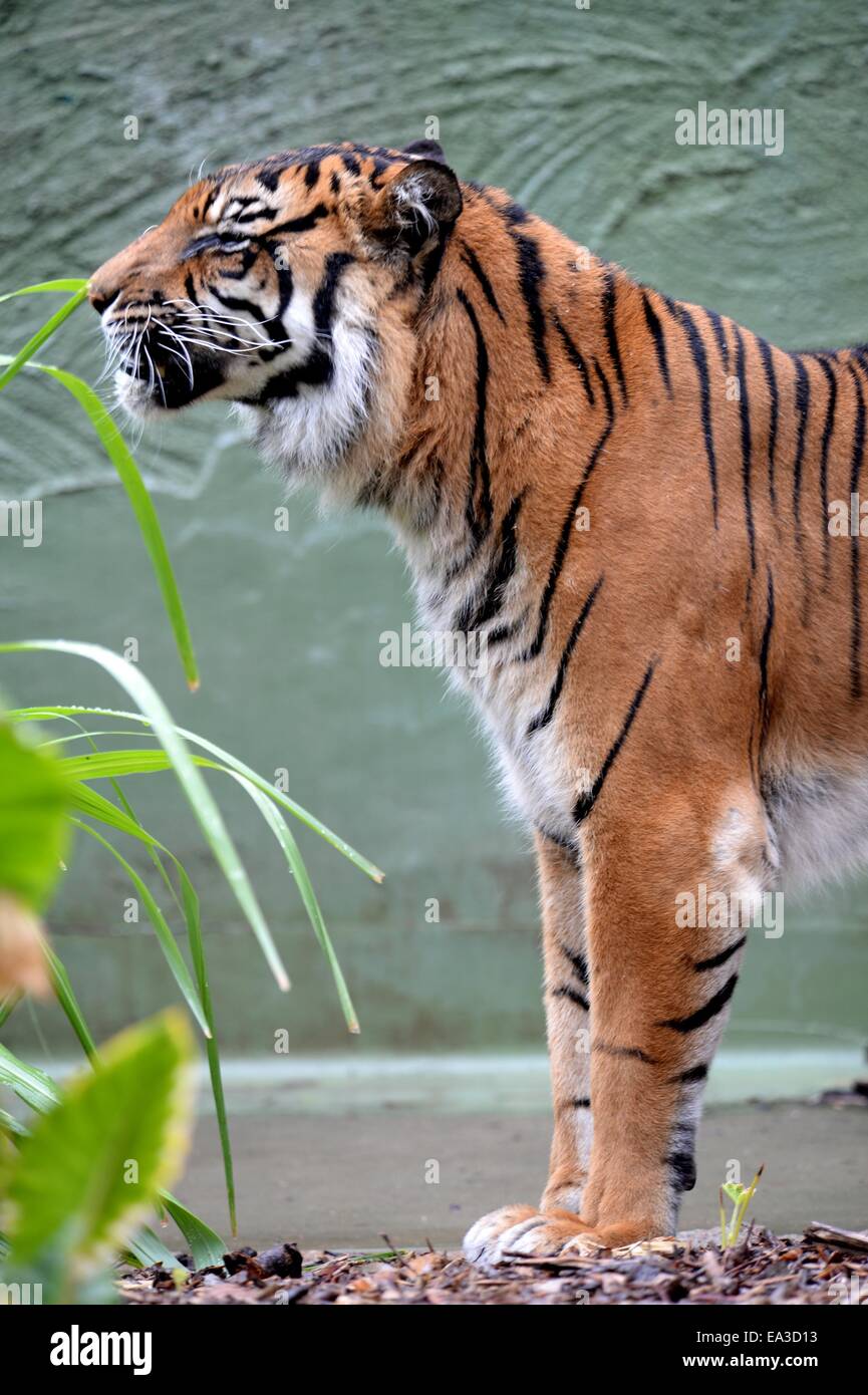 Tiger legs hi-res stock photography and images - Alamy
